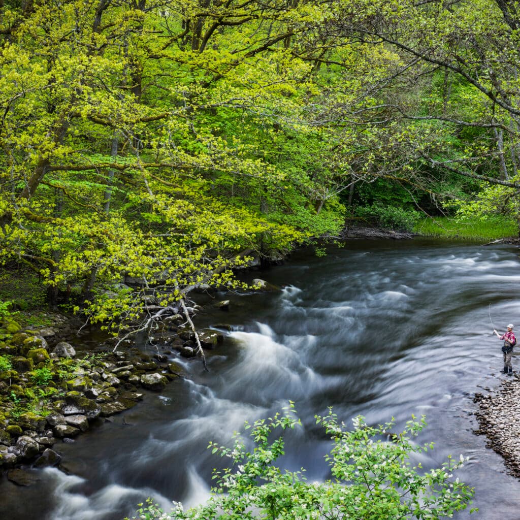 Lax, utter och vitryggig hackspett – hotade arter vid rinnande vatten ...