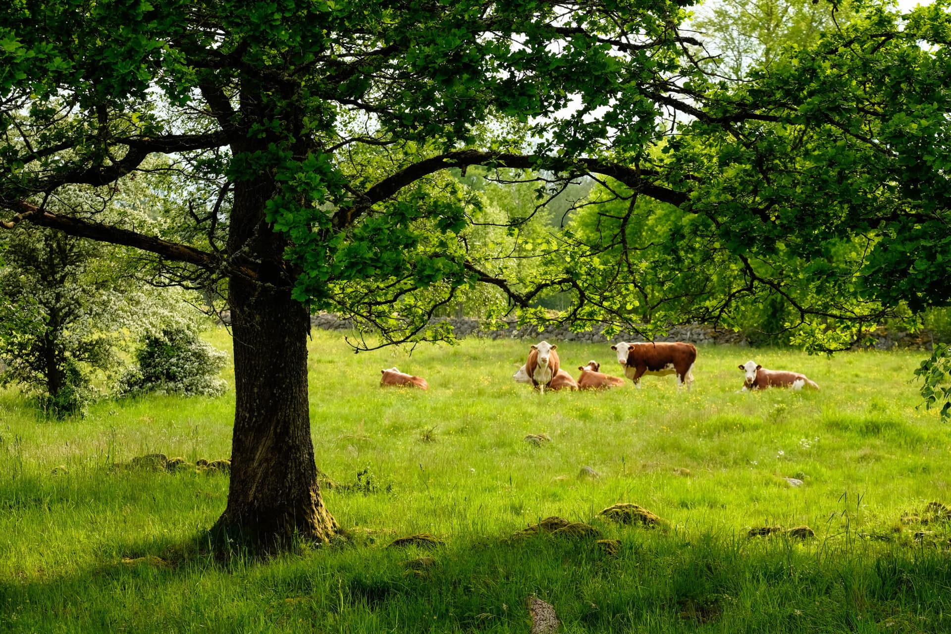 Vad är agroforestry? - Naturskyddsföreningen