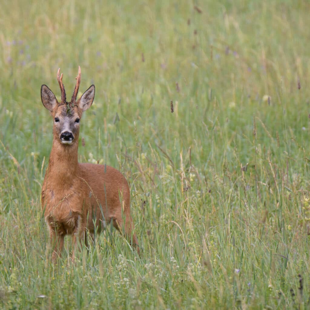 Snälla, sluta smälla – fyrverkerier, kinapuffar och andra smällare ...