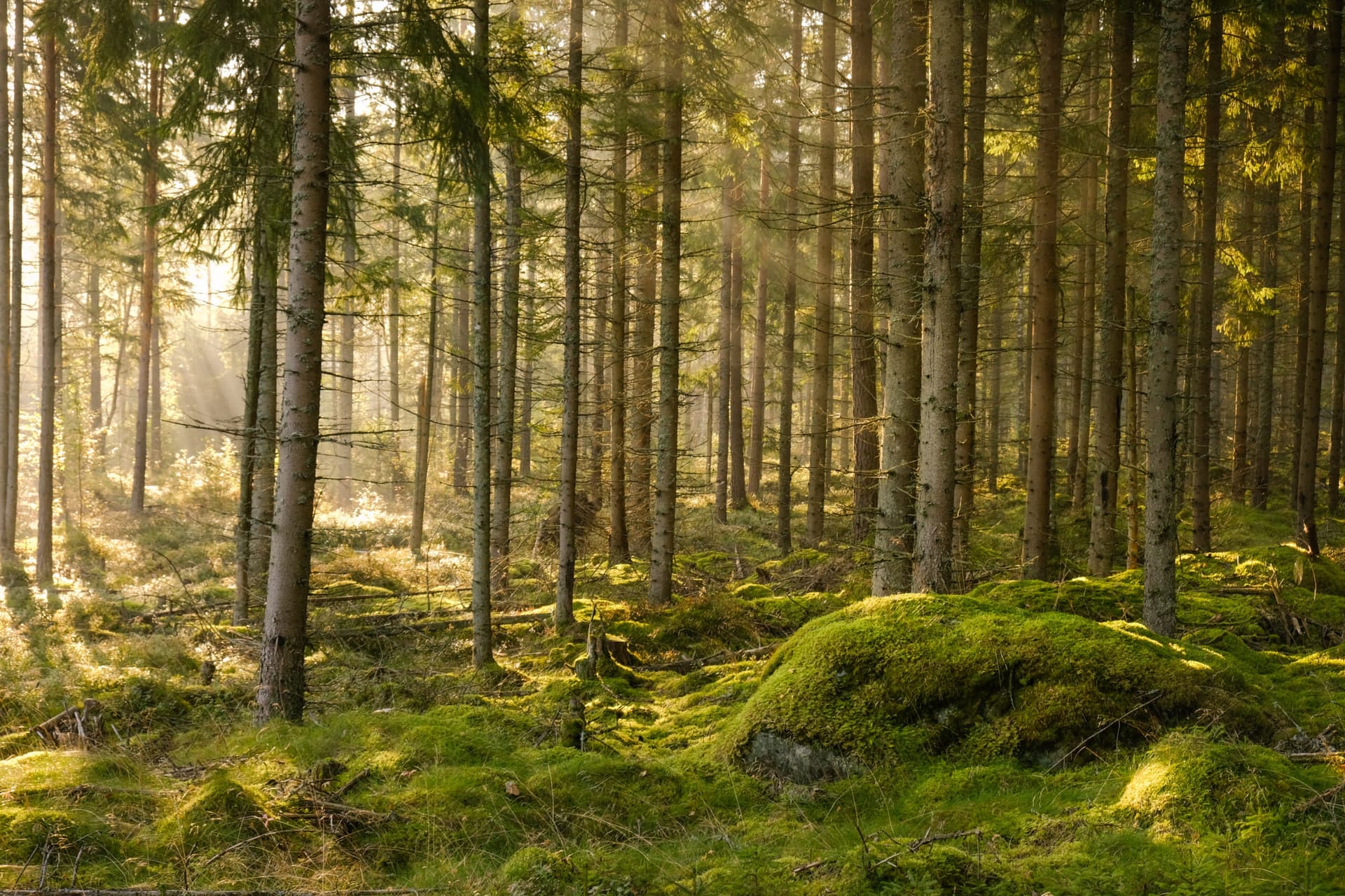 Finn fem fel i skogen - Naturskyddsföreningen