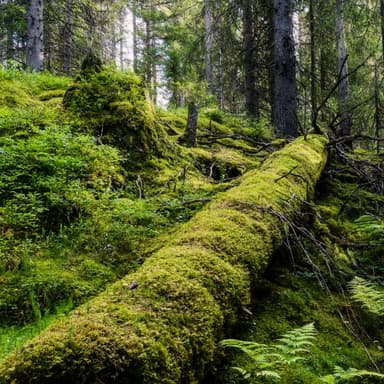 Nationell strategi för formellt skydd av skog - Naturskyddsföreningen