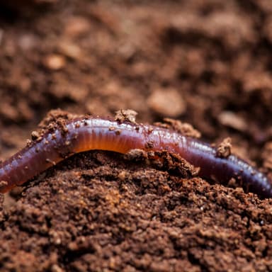 Sveriges jordar - Naturskyddsföreningen
