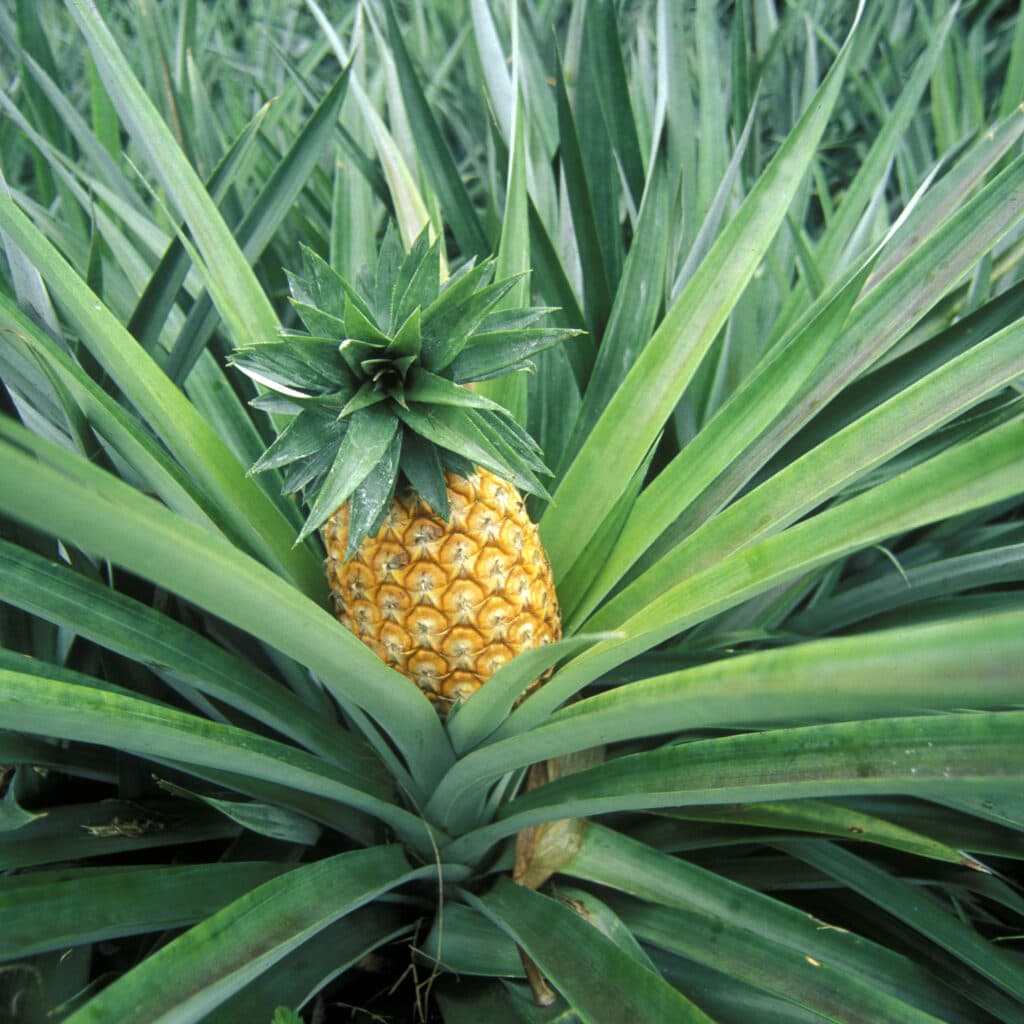 Frågor och svar om ananas - Naturskyddsföreningen