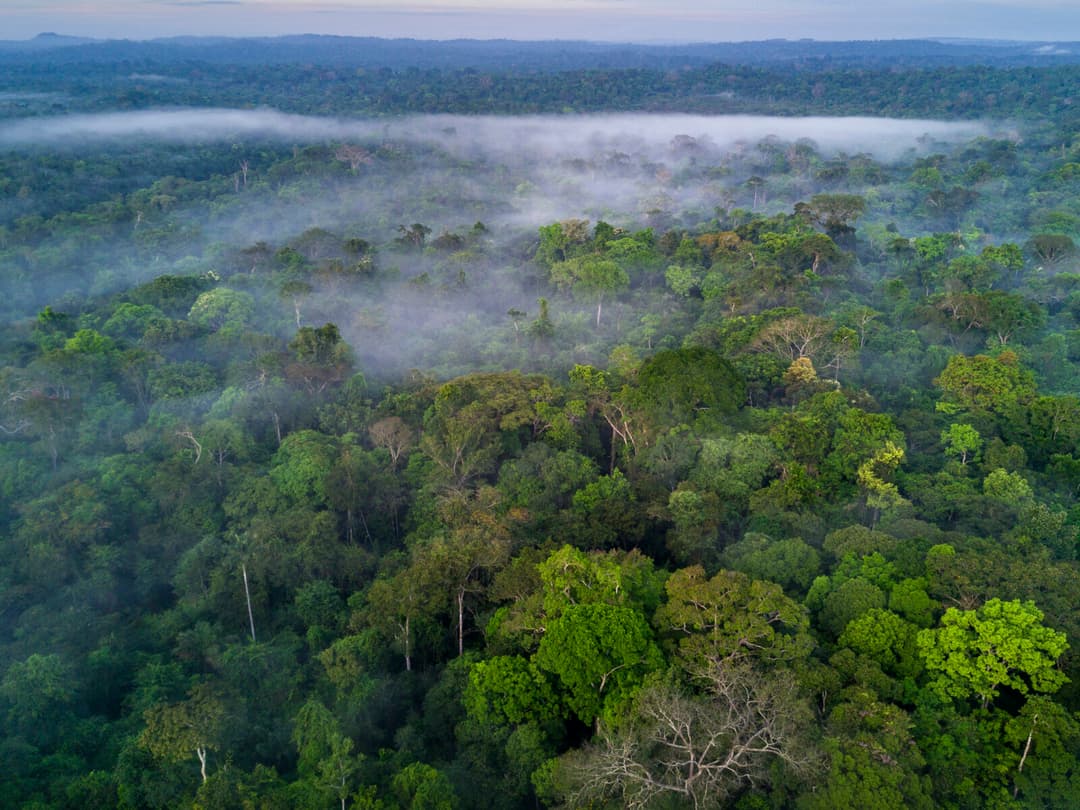 Hoten ökar mot de som skyddar Amazonas regnskog - Naturskyddsföreningen