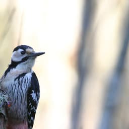 Nationell strategi för formellt skydd av skog - Naturskyddsföreningen