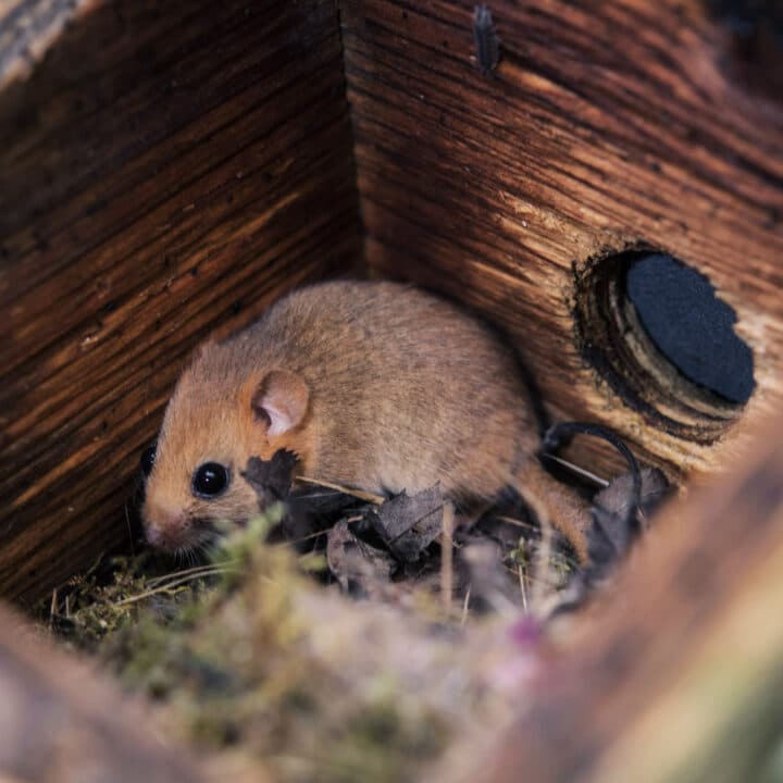 Hasselmusen – en fridlyst sömntuta - Naturskyddsföreningen