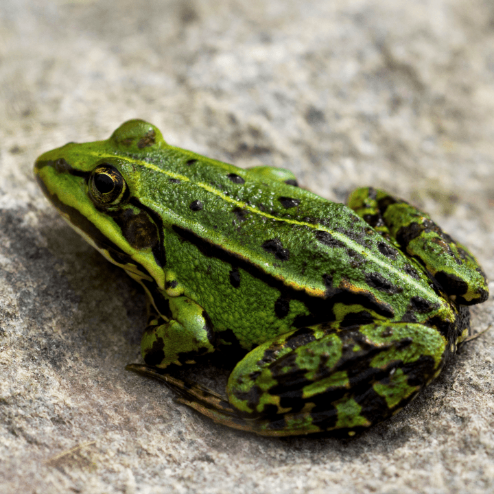 Faktatext: Sveriges groddjur - Naturskyddsföreningen