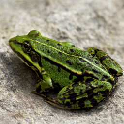 Faktatext: Sveriges groddjur - Naturskyddsföreningen