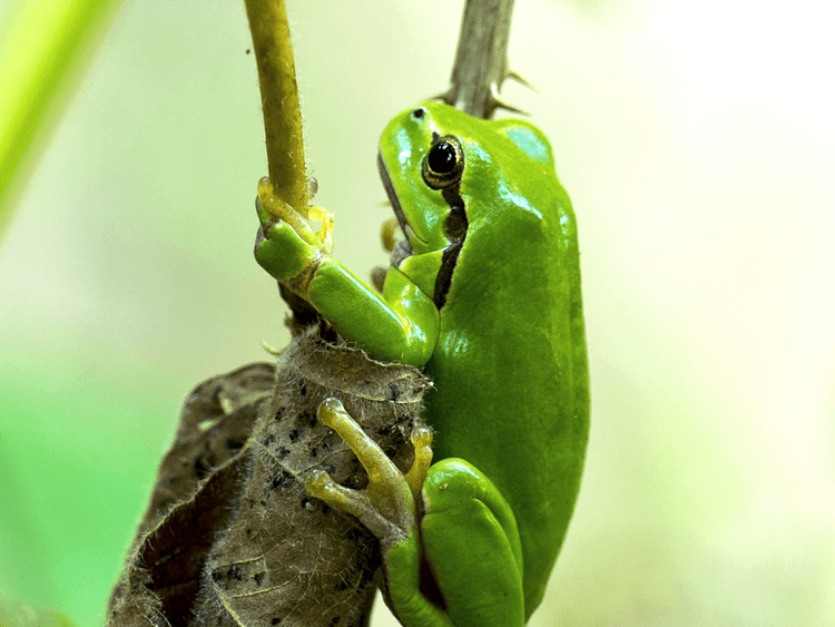 Artfakta Sveriges groddjur - 13 arter - Naturskyddsföreningen