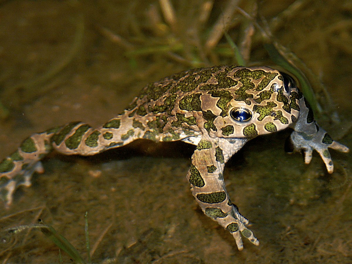 Artfakta Sveriges groddjur - 13 arter - Naturskyddsföreningen