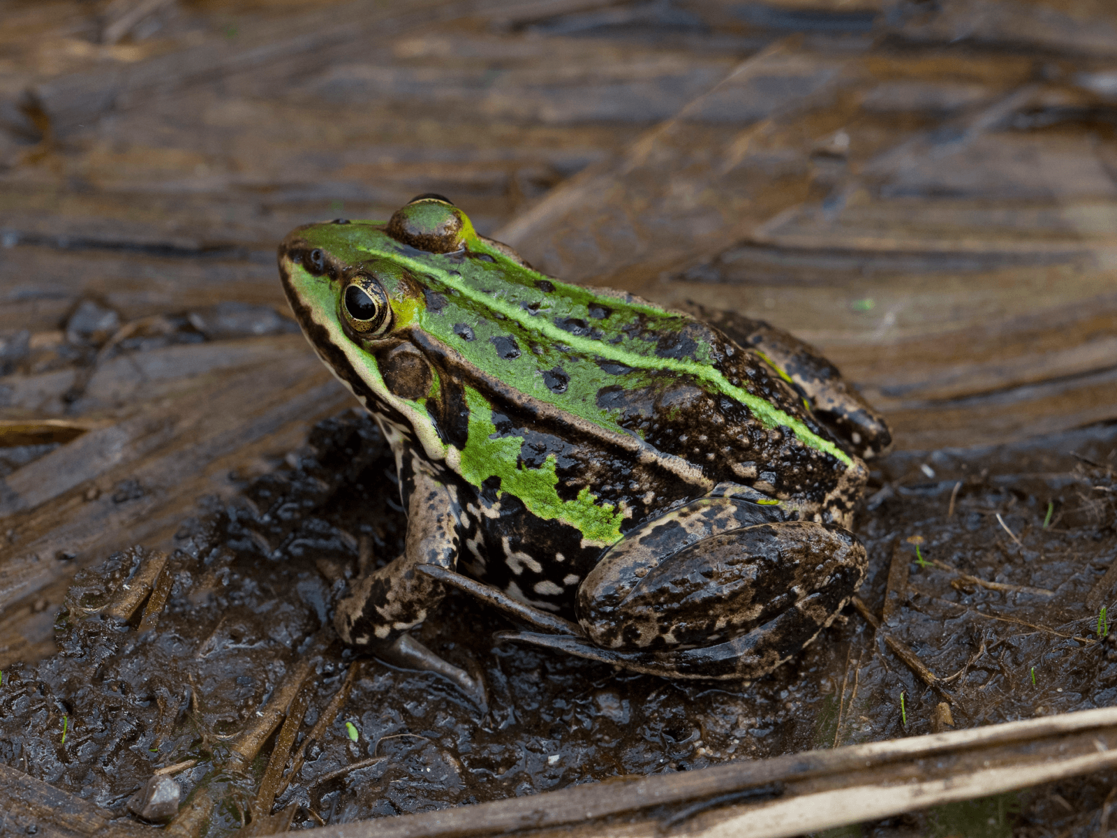 Artfakta Sveriges groddjur - 13 arter - Naturskyddsföreningen
