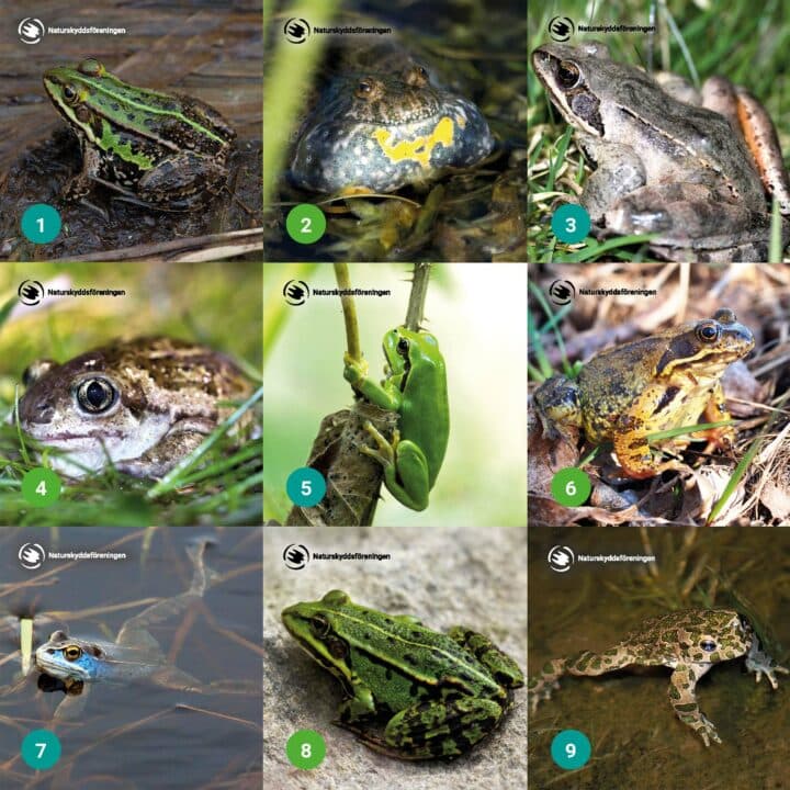 Artfakta Sveriges groddjur - 13 arter - Naturskyddsföreningen