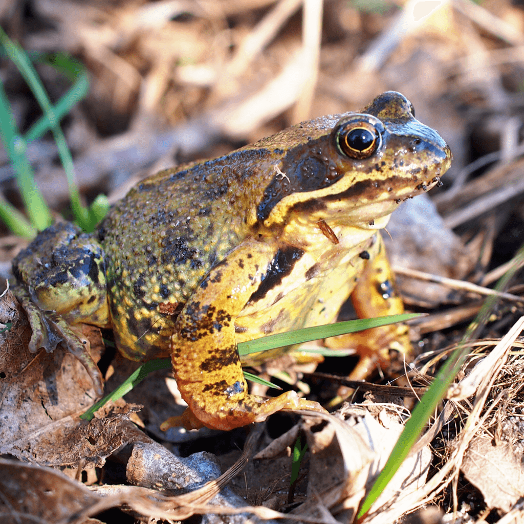 Hjälp oss hitta grodor, paddor och salamandrar