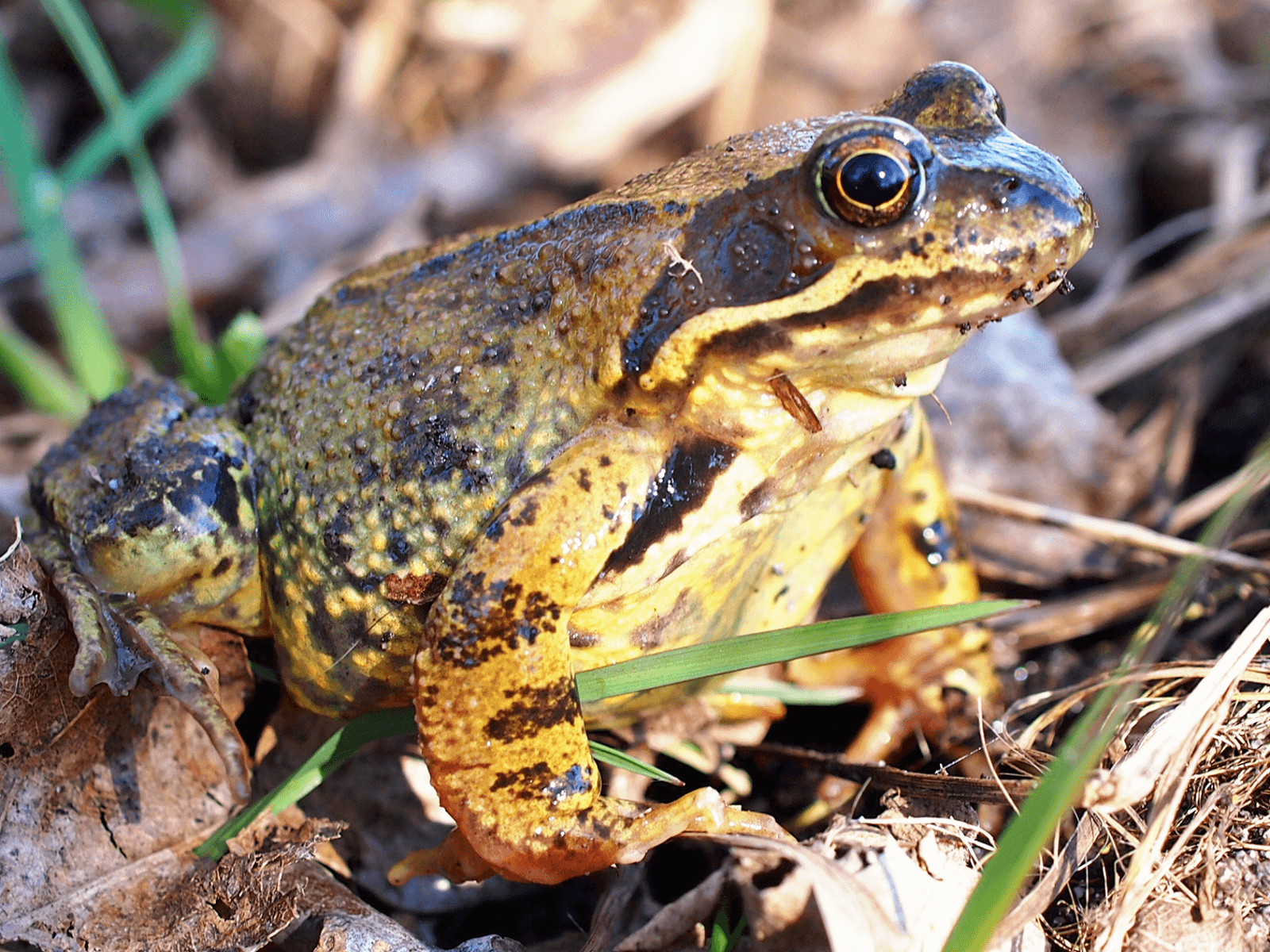 Artfakta Sveriges groddjur - 13 arter - Naturskyddsföreningen