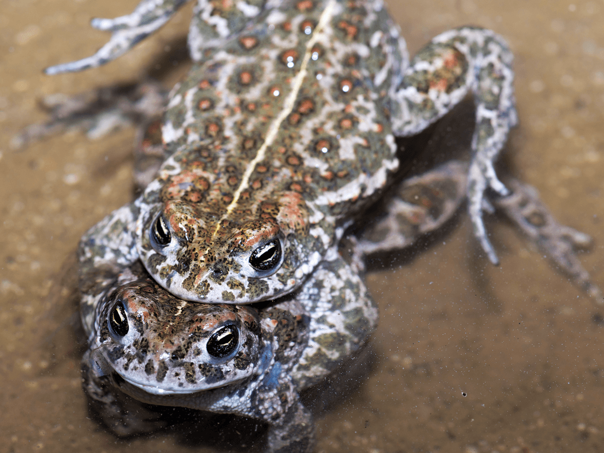 Artfakta Sveriges groddjur - 13 arter - Naturskyddsföreningen