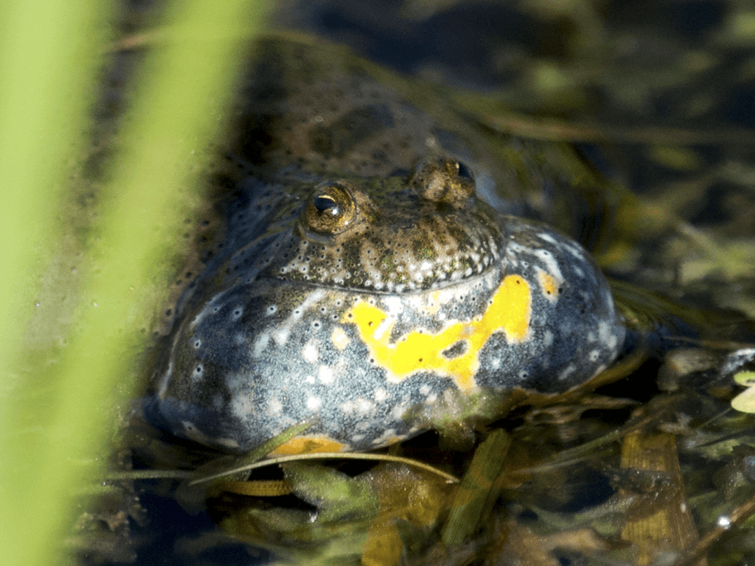 Artfakta Sveriges groddjur - 13 arter - Naturskyddsföreningen