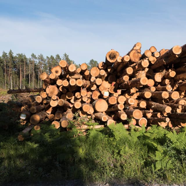 Snälla, sluta smälla – fyrverkerier, kinapuffar och andra smällare ...