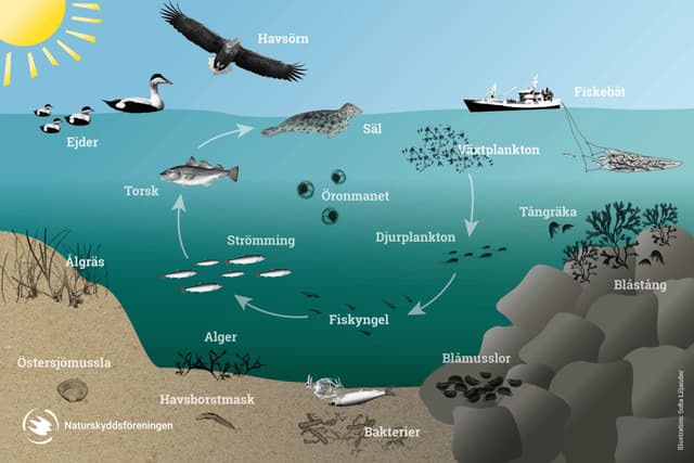 Koll på Östersjön (4-9) - Naturskyddsföreningen