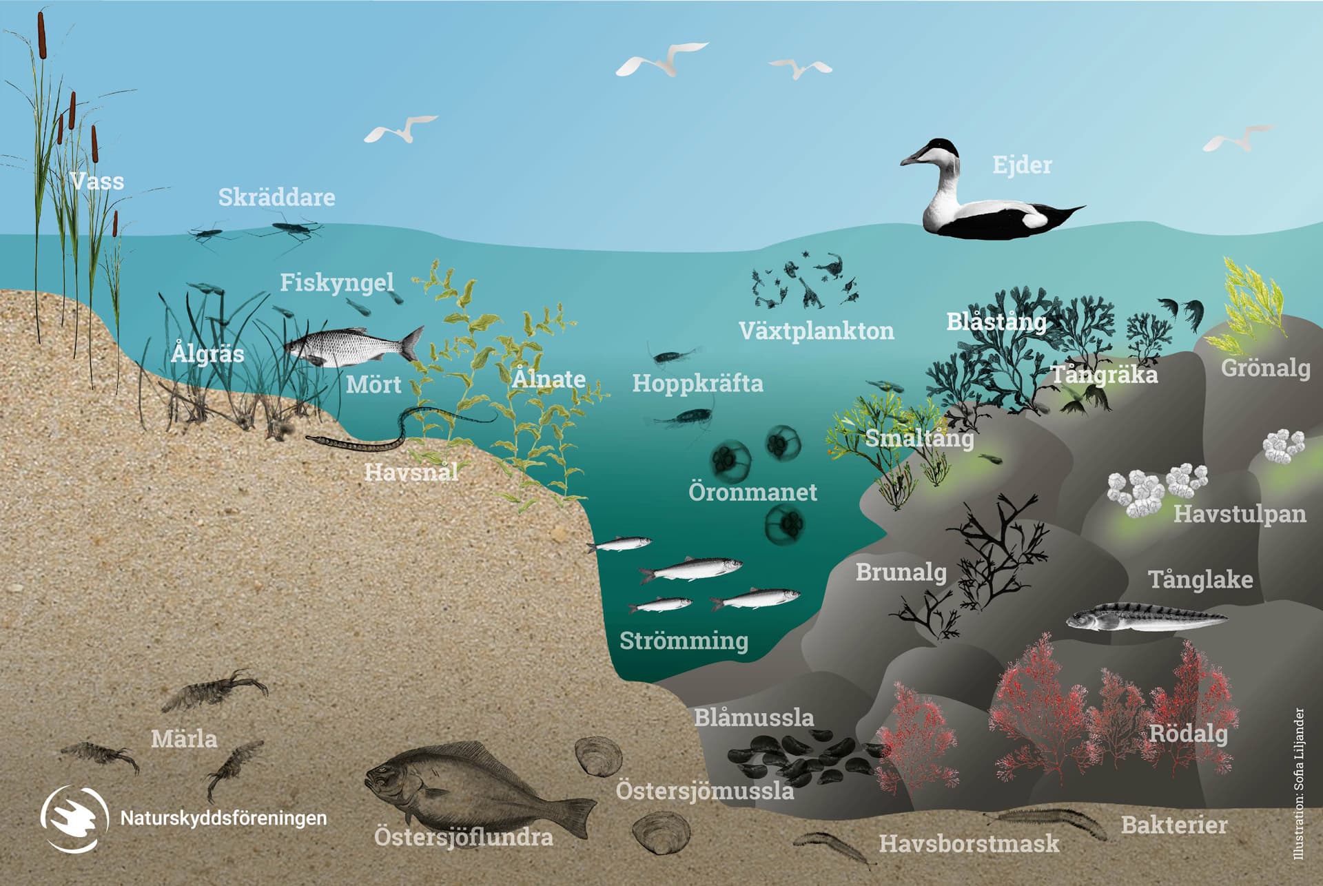 Koll på Östersjön (4-9) - Naturskyddsföreningen