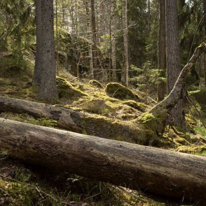 Nationell strategi för formellt skydd av skog - Naturskyddsföreningen