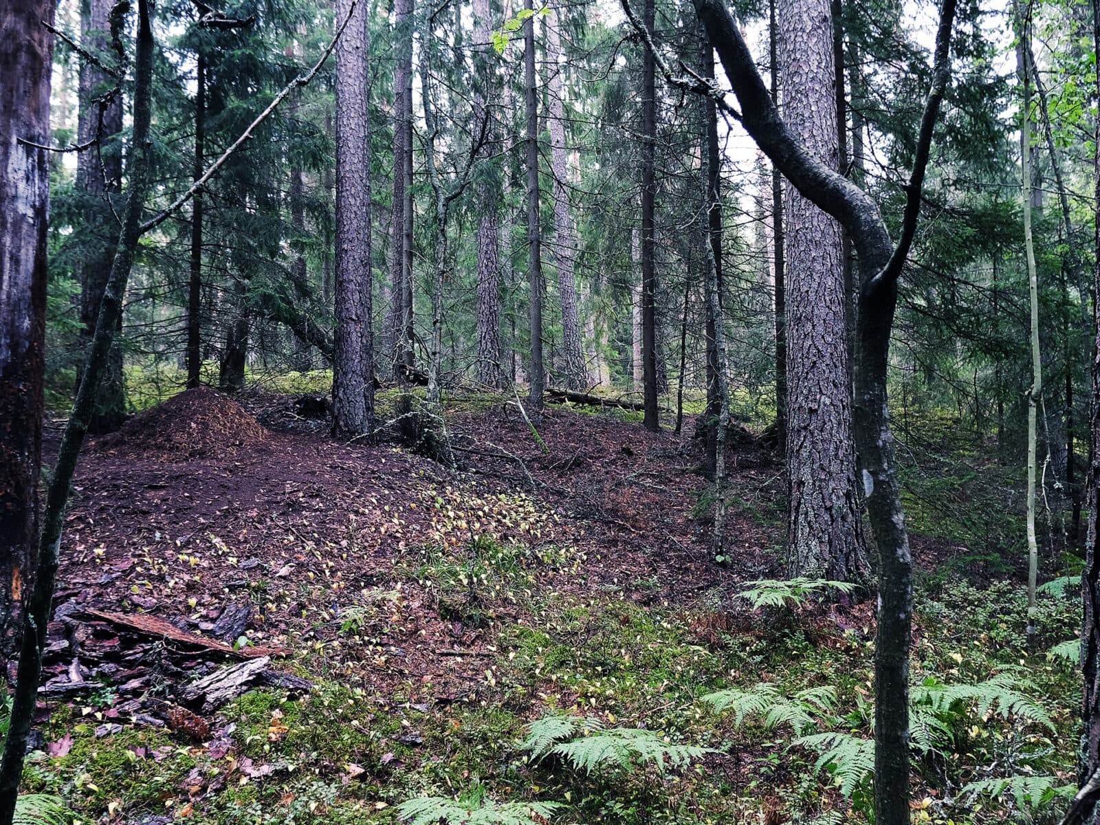 Skolmaterial - Naturskyddsföreningen