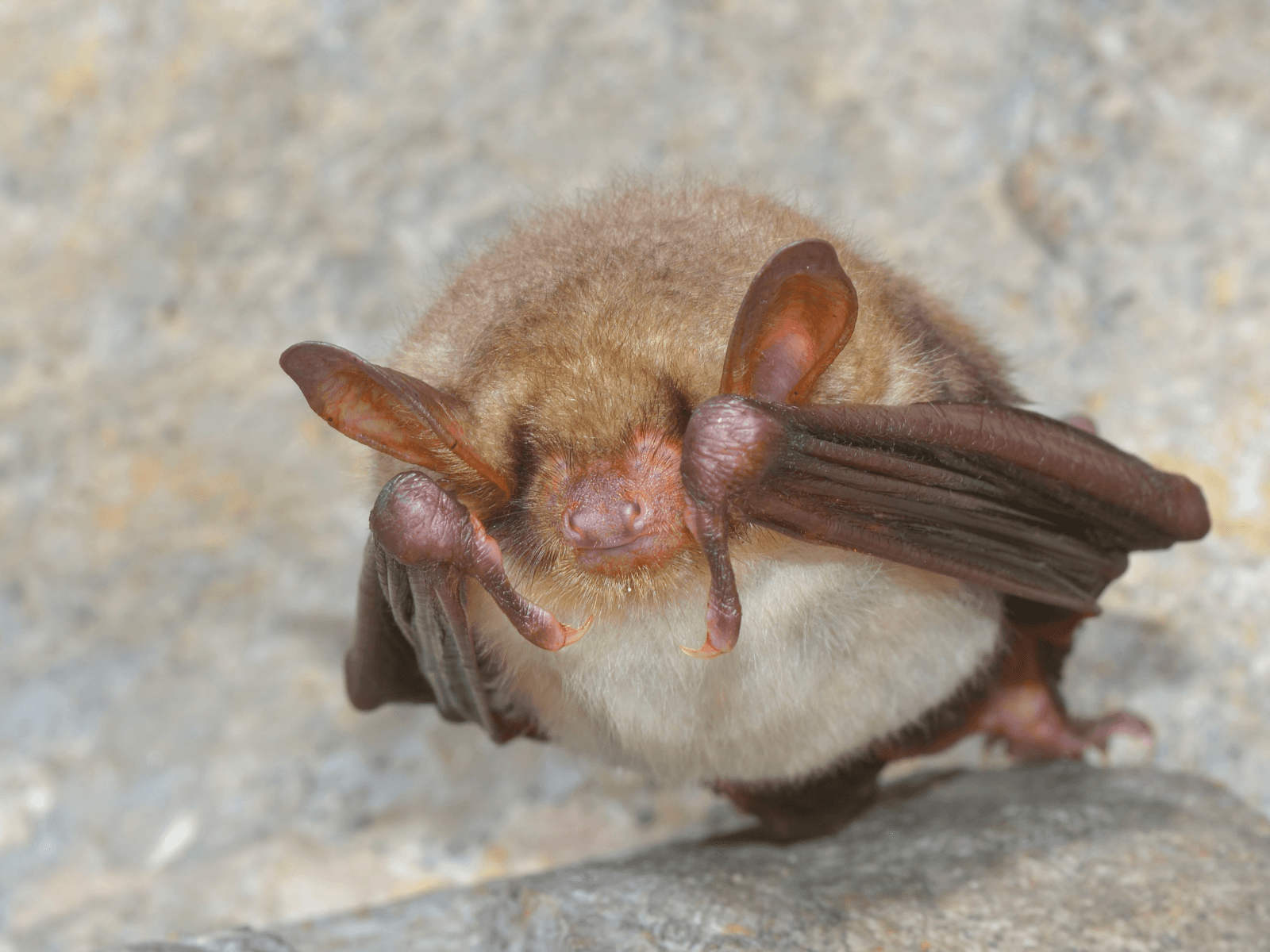 Bygg en fladdermusholk - Naturskyddsföreningen