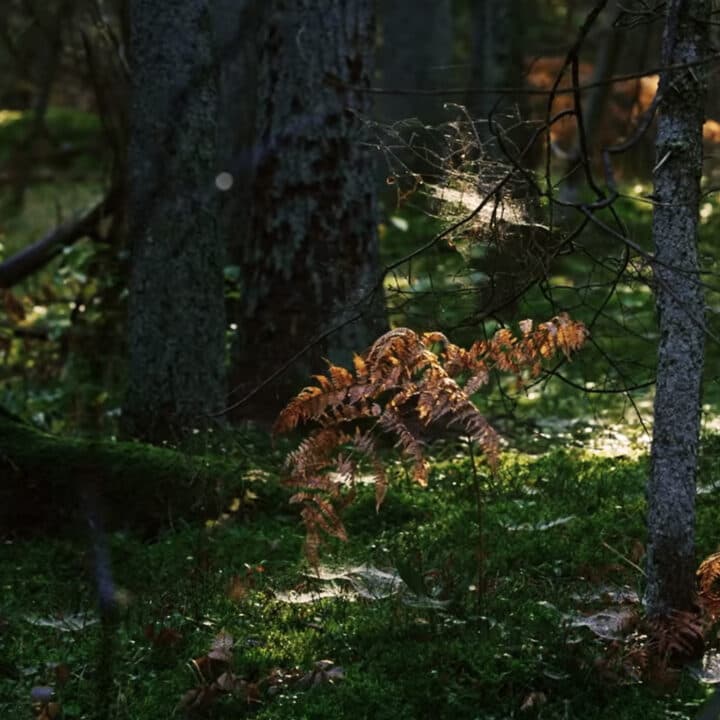 Problemträdet - ett enkelt analysverktyg - Naturskyddsföreningen