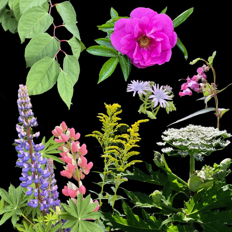 Sju invasiva blommor och hur du bekämpar dem