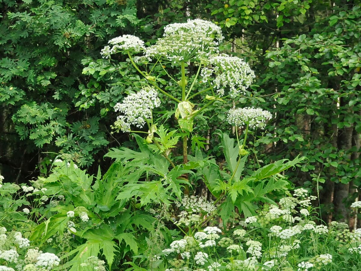 Sju invasiva blommor och hur du bekämpar dem