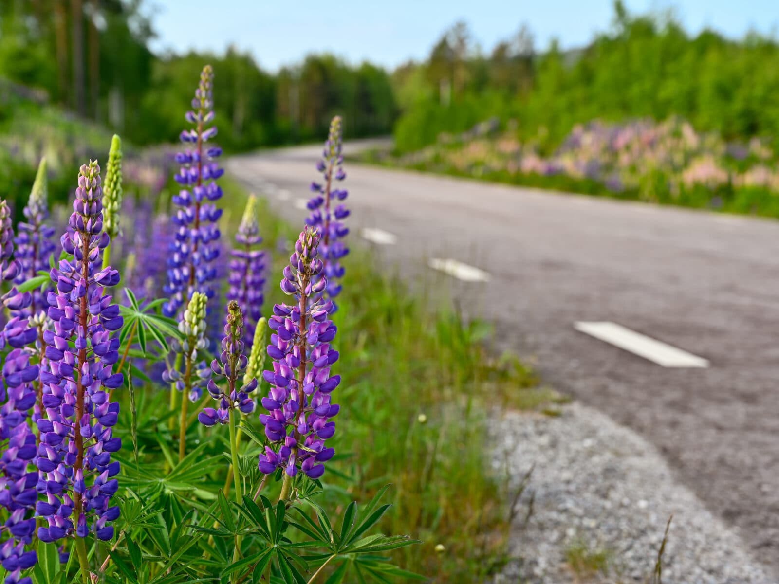 Sju invasiva blommor och hur du bekämpar dem