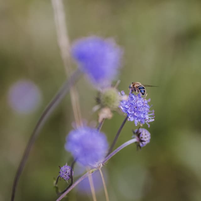 Praktisk guide: Insamling och spridning av fröer i naturen ...