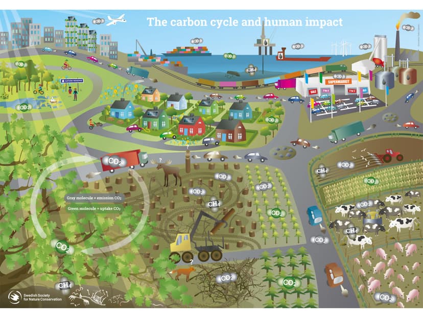 The carbon cycle and human impact - Naturskyddsföreningen