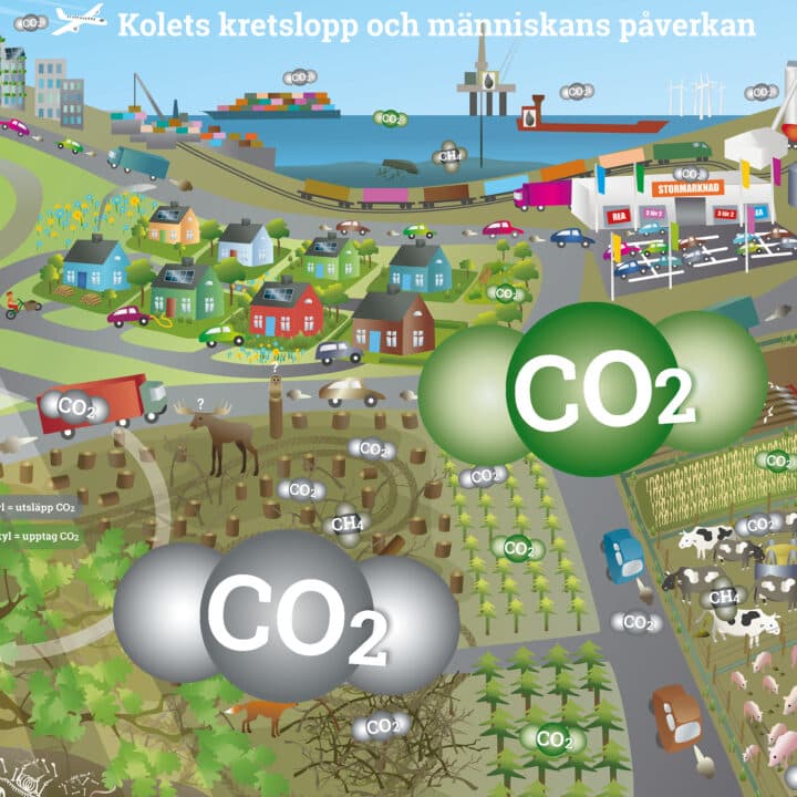 Kolets kretslopp och människans påverkan - Naturskyddsföreningen