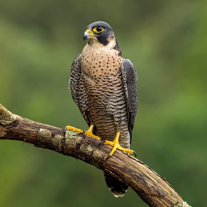 10 saker du behöver veta om kalhyggen - Naturskyddsföreningen