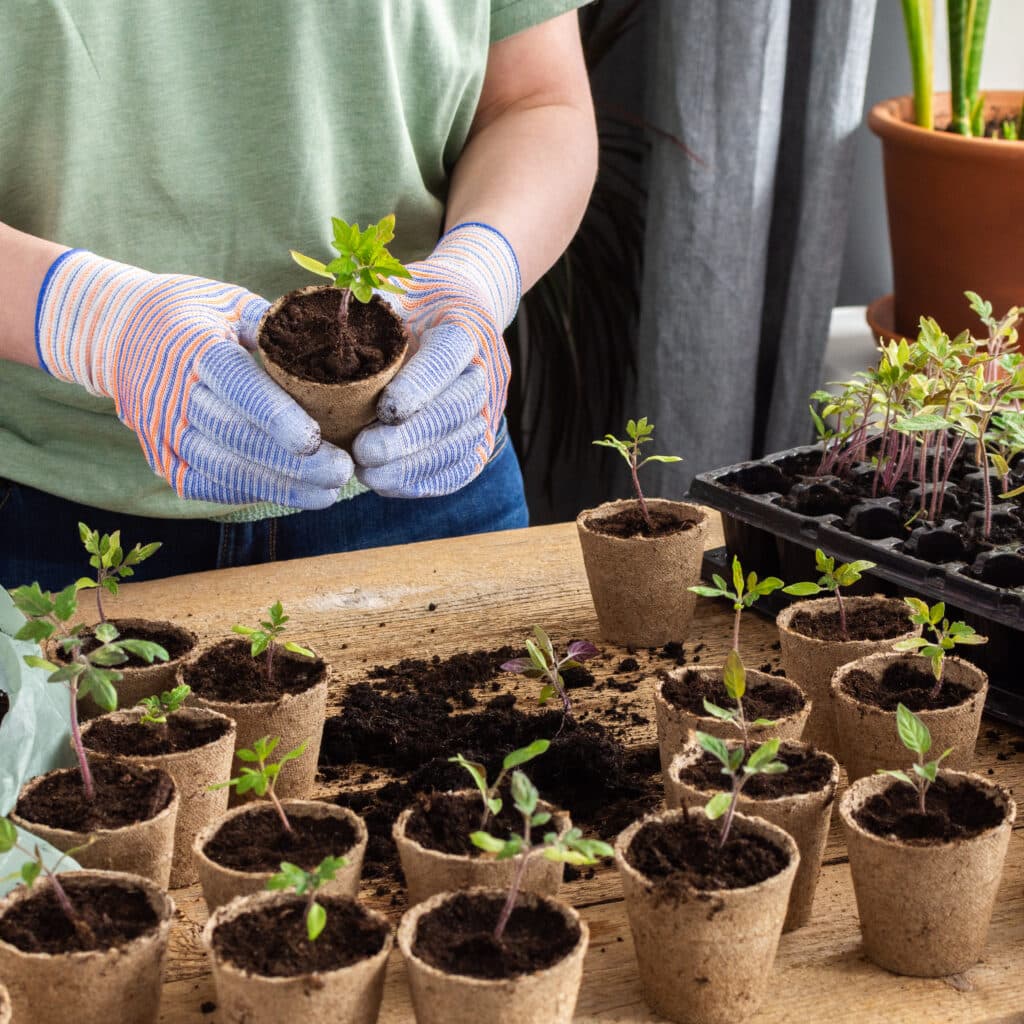 Guide: Ordna en plantloppis - Naturskyddsföreningen