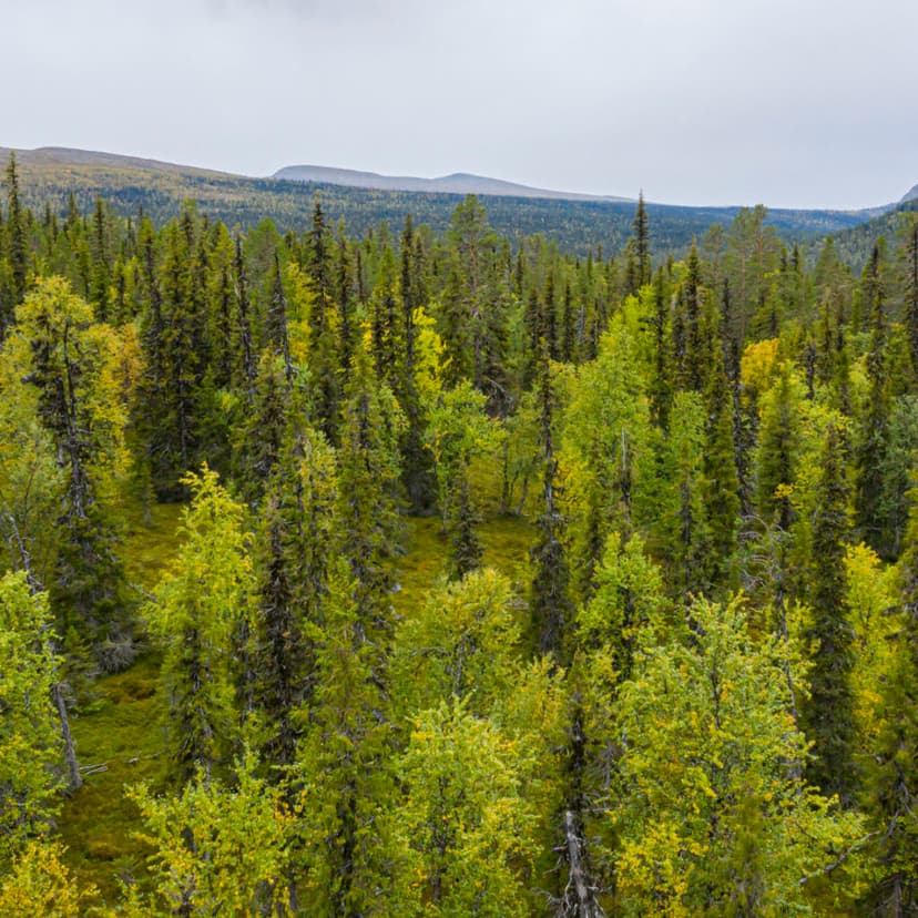 Nationell strategi för formellt skydd av skog - Naturskyddsföreningen