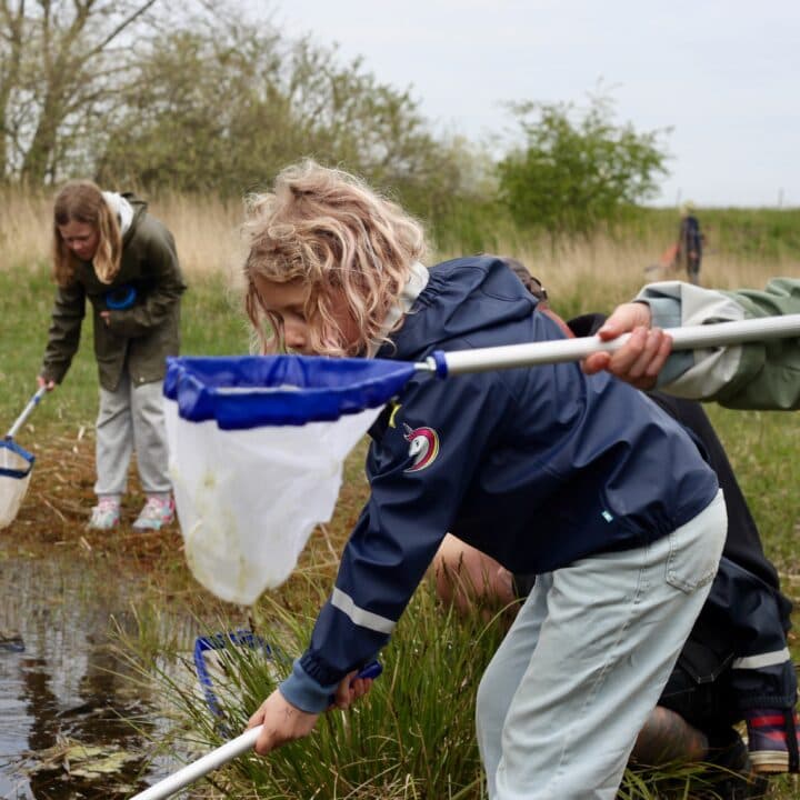 Faktatext: Sveriges groddjur - Naturskyddsföreningen