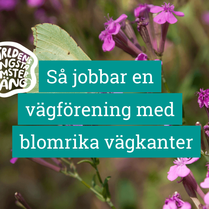 Så gör du om gräsmattan till äng