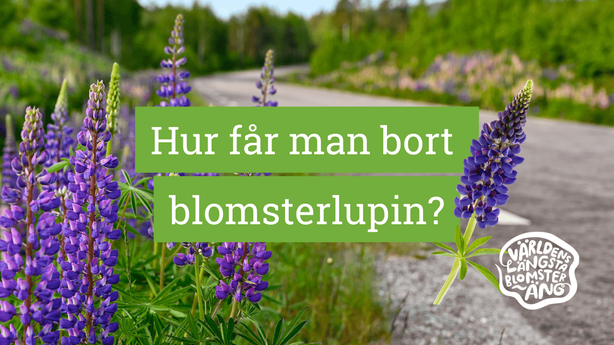 Film: Hur tar man bort lupiner? - Naturskyddsföreningen