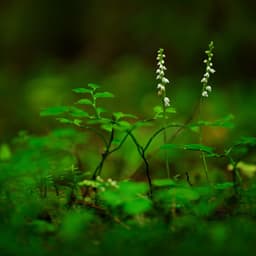 Nationell strategi för formellt skydd av skog - Naturskyddsföreningen