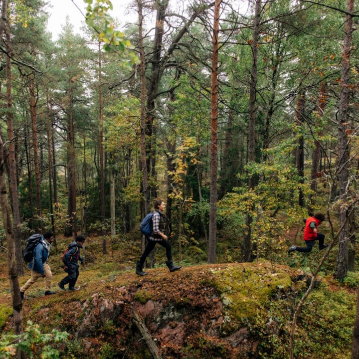 Vad är en skog? - Naturskyddsföreningen