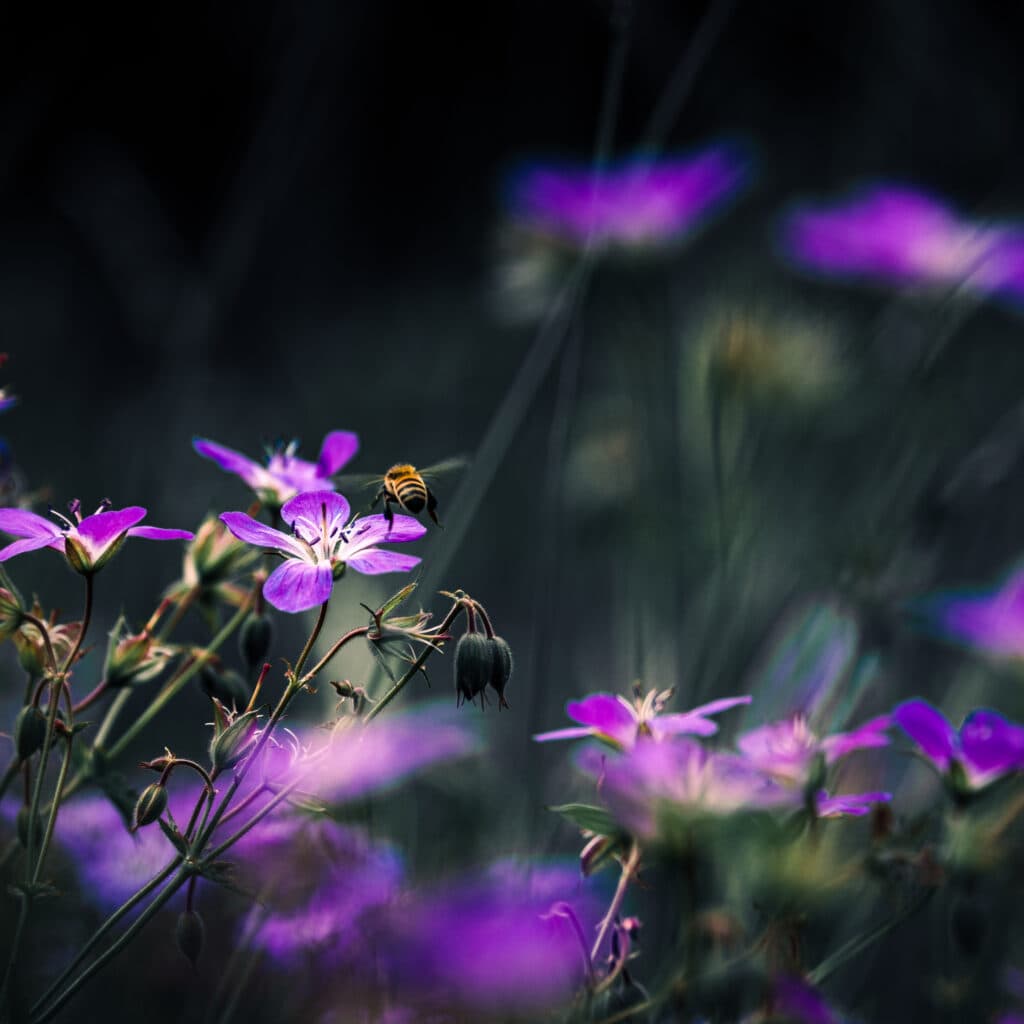 Engagera dig inför valet 2026 - Naturskyddsföreningen