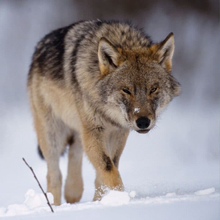 10 saker du behöver veta om kalhyggen - Naturskyddsföreningen