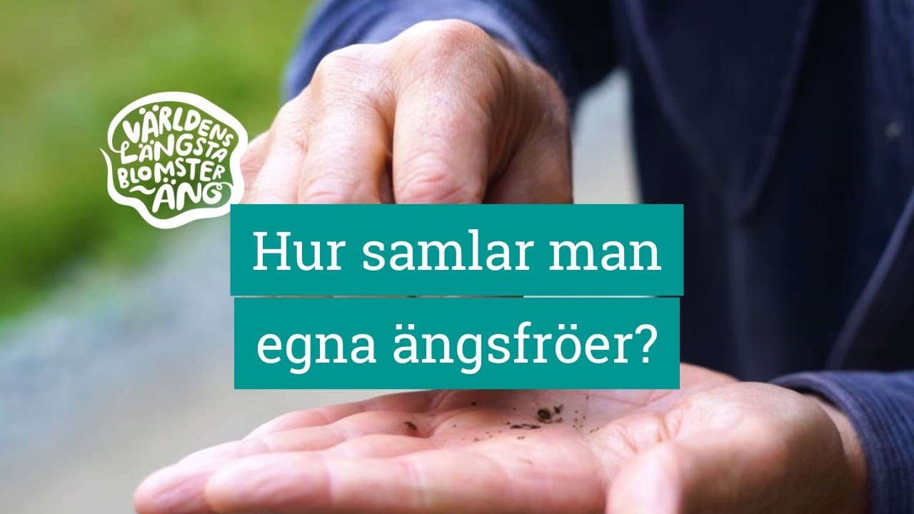 Så samlar du fröer från vilda blommor - Naturskyddsföreningen