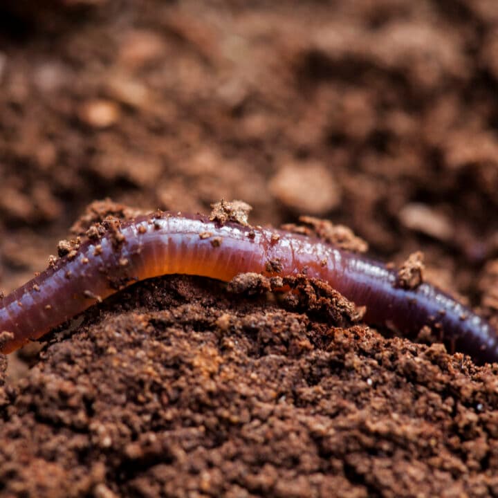 Sveriges jordar - Naturskyddsföreningen